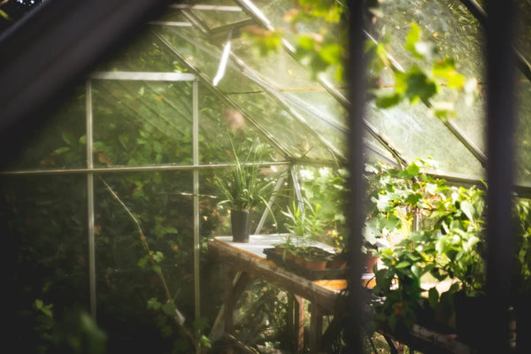 Key Benefits of Using Greenhouses for Sustainable Farming Practices | EcoBlog | Friendly Turtle ...